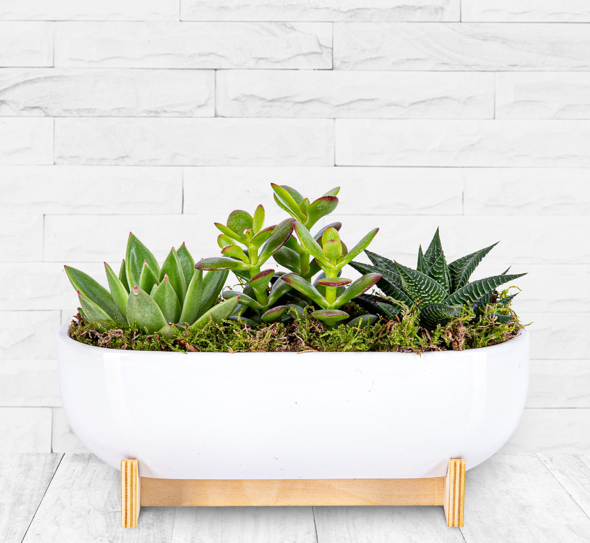 Windowsill Succulent Trio | 123 Flowers