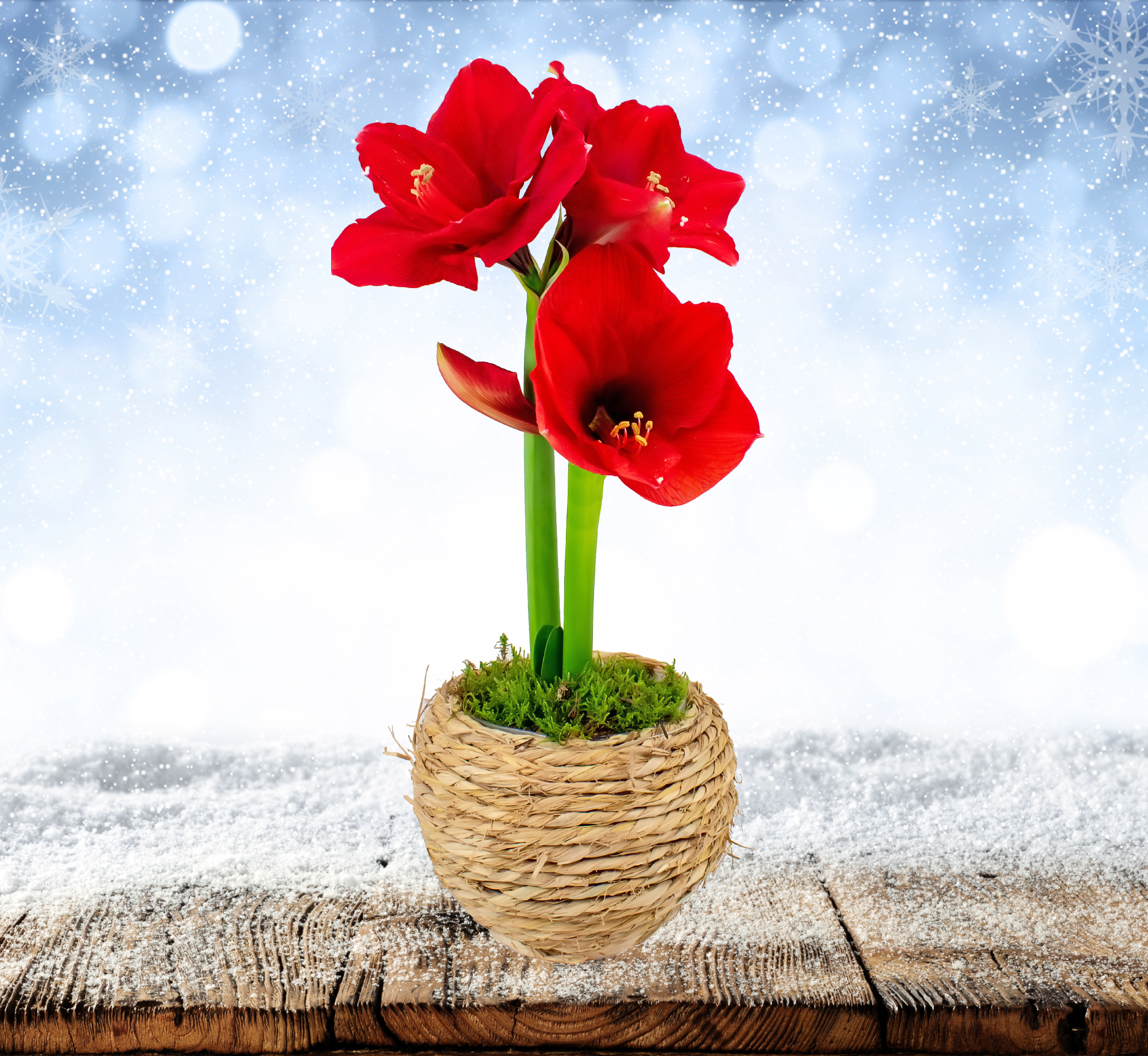 Amaryllis Pot | 123 Flowers