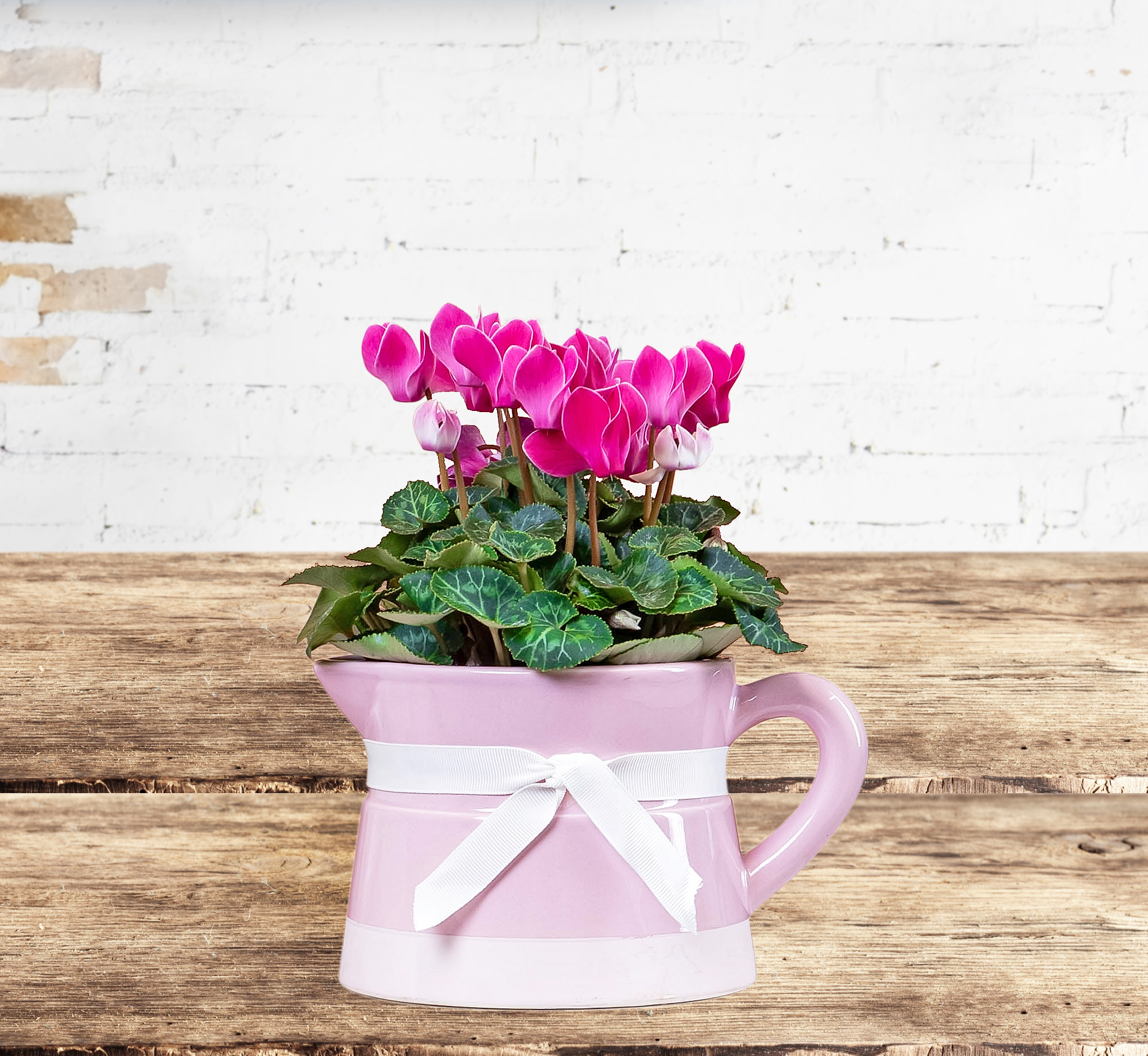 Bo-Peep's Cyclamen | 123 Flowers