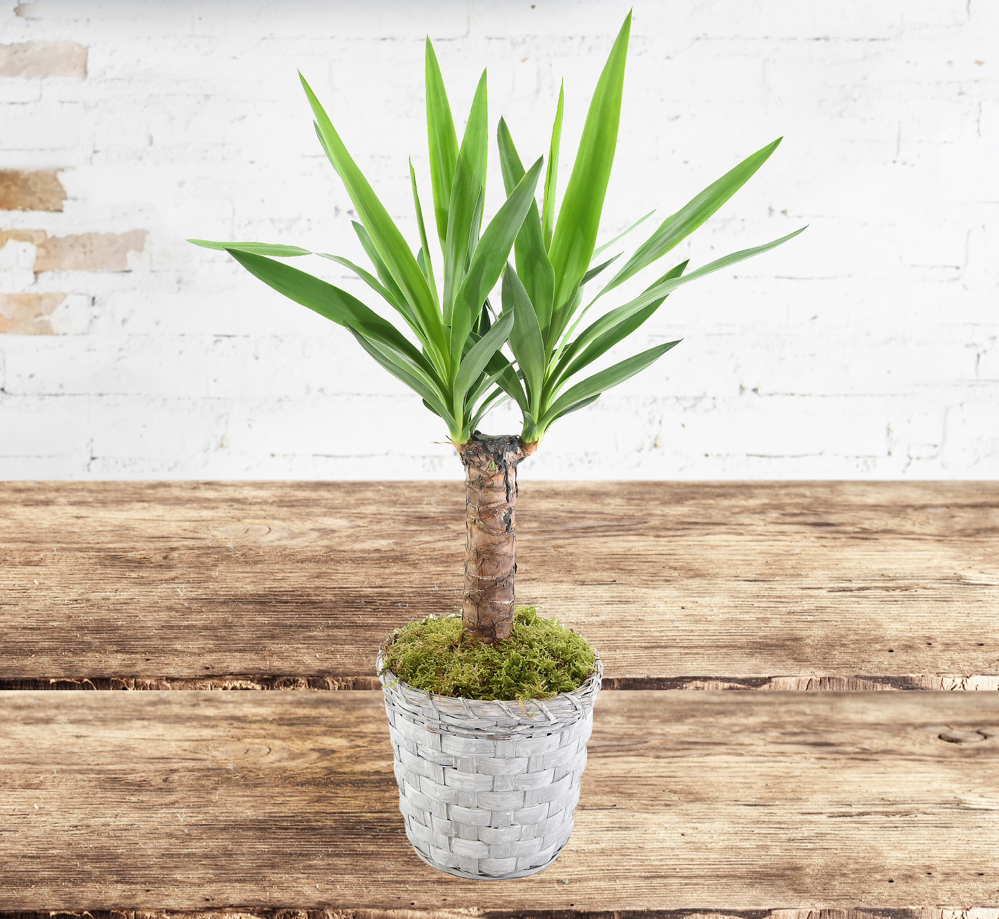 Yucca Plant | 123 Flowers