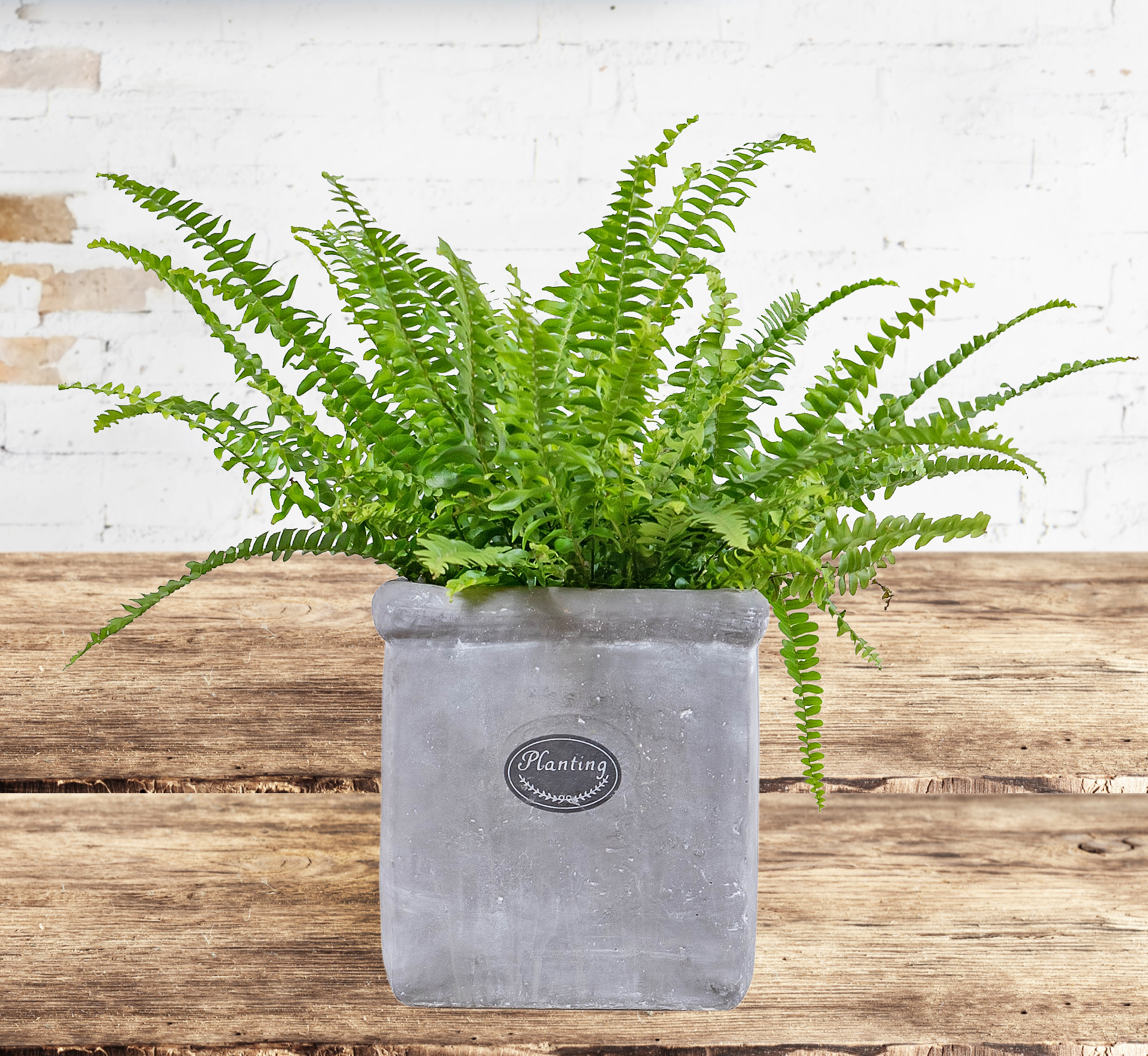 Jurassic Fern | 123 Flowers