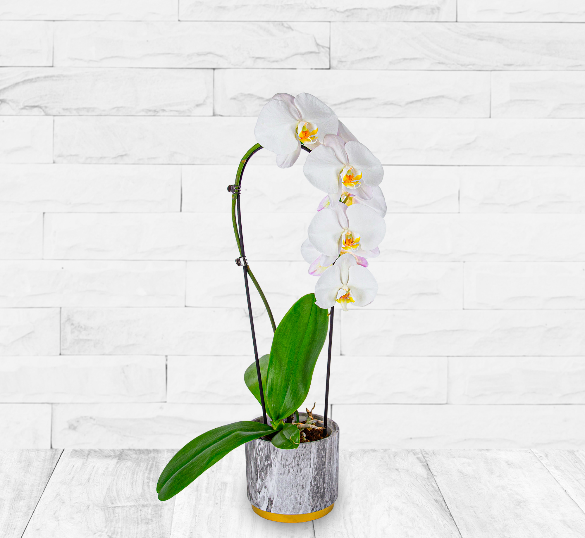 White Cascade Orchid | 123 Flowers