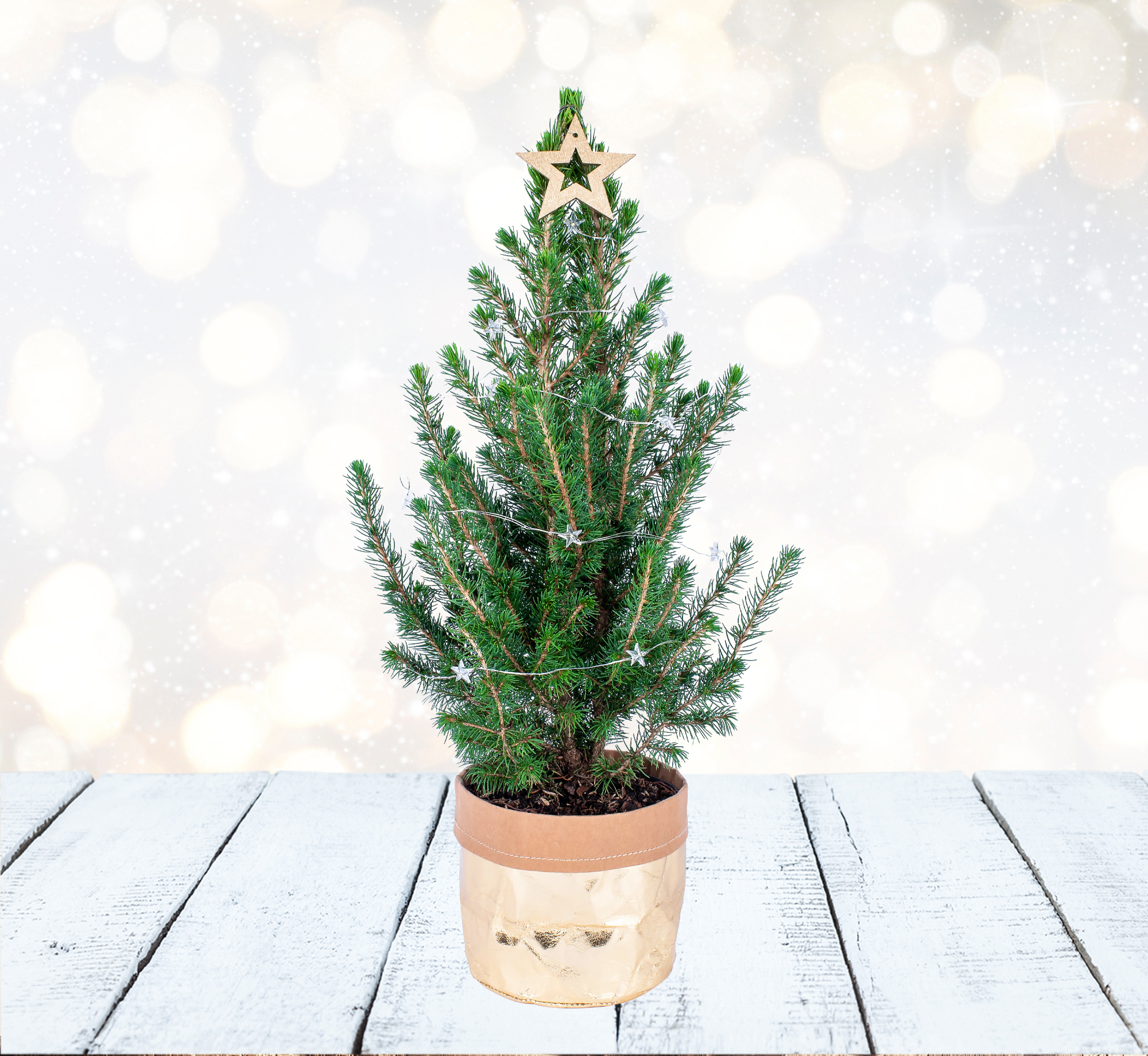 Twinkle Twinkle Little Tree | 123 Flowers